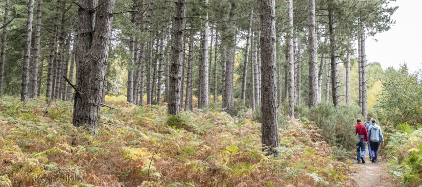The Sandlings Walk - Discover Suffolk