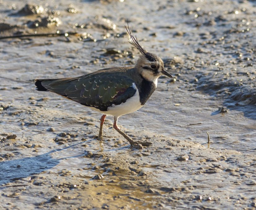 The Sandlings Walk - Discover Suffolk