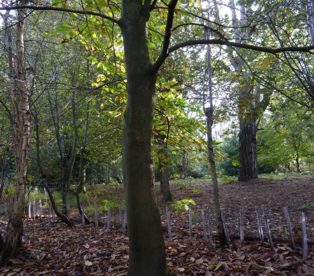 Sailors Path - Discover Suffolk